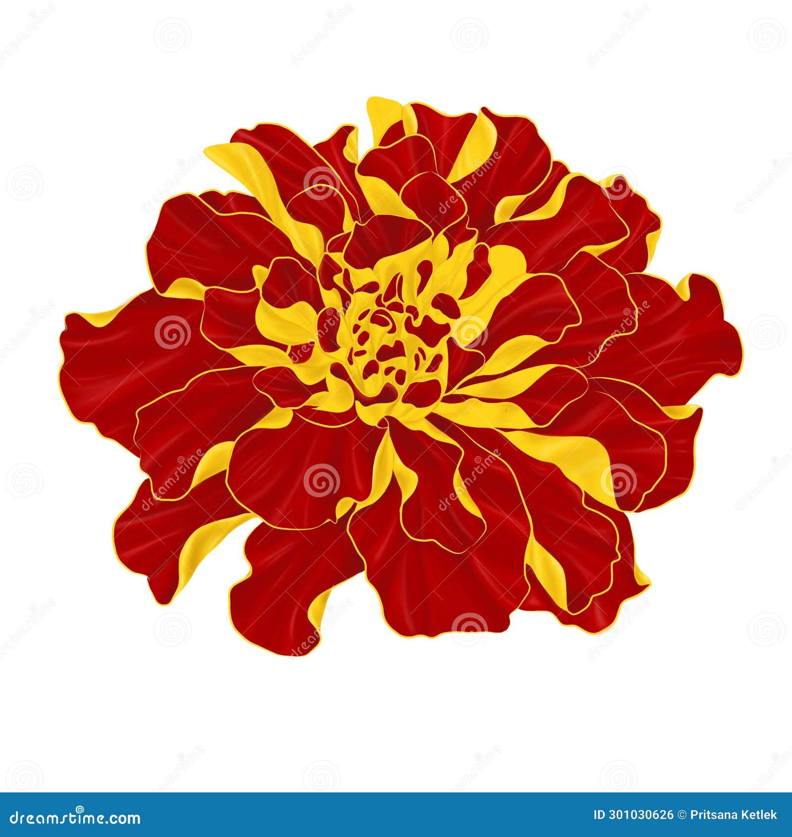 Red Flower Hand Drawn on White Background Illustrations Stock ...