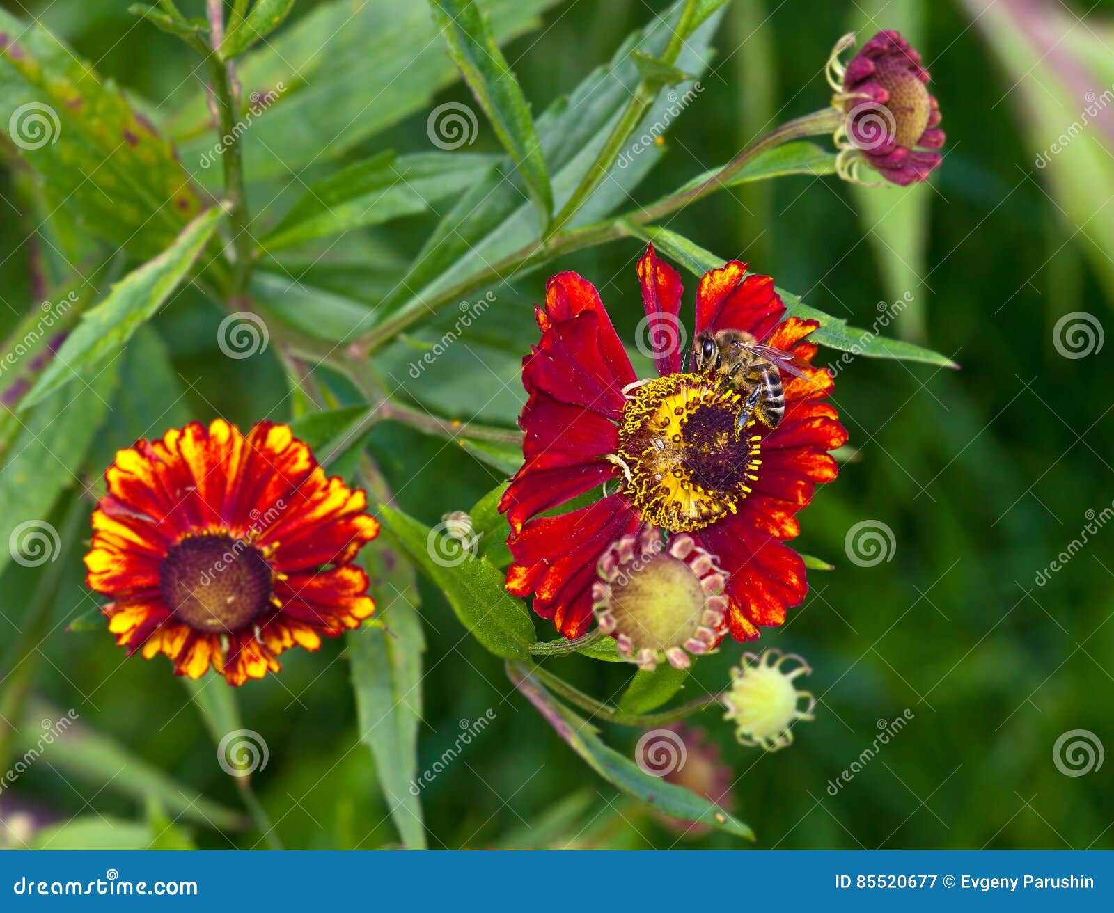 Red Flower Helenium Autumnale Stock Image - Image of meadow, nature ...