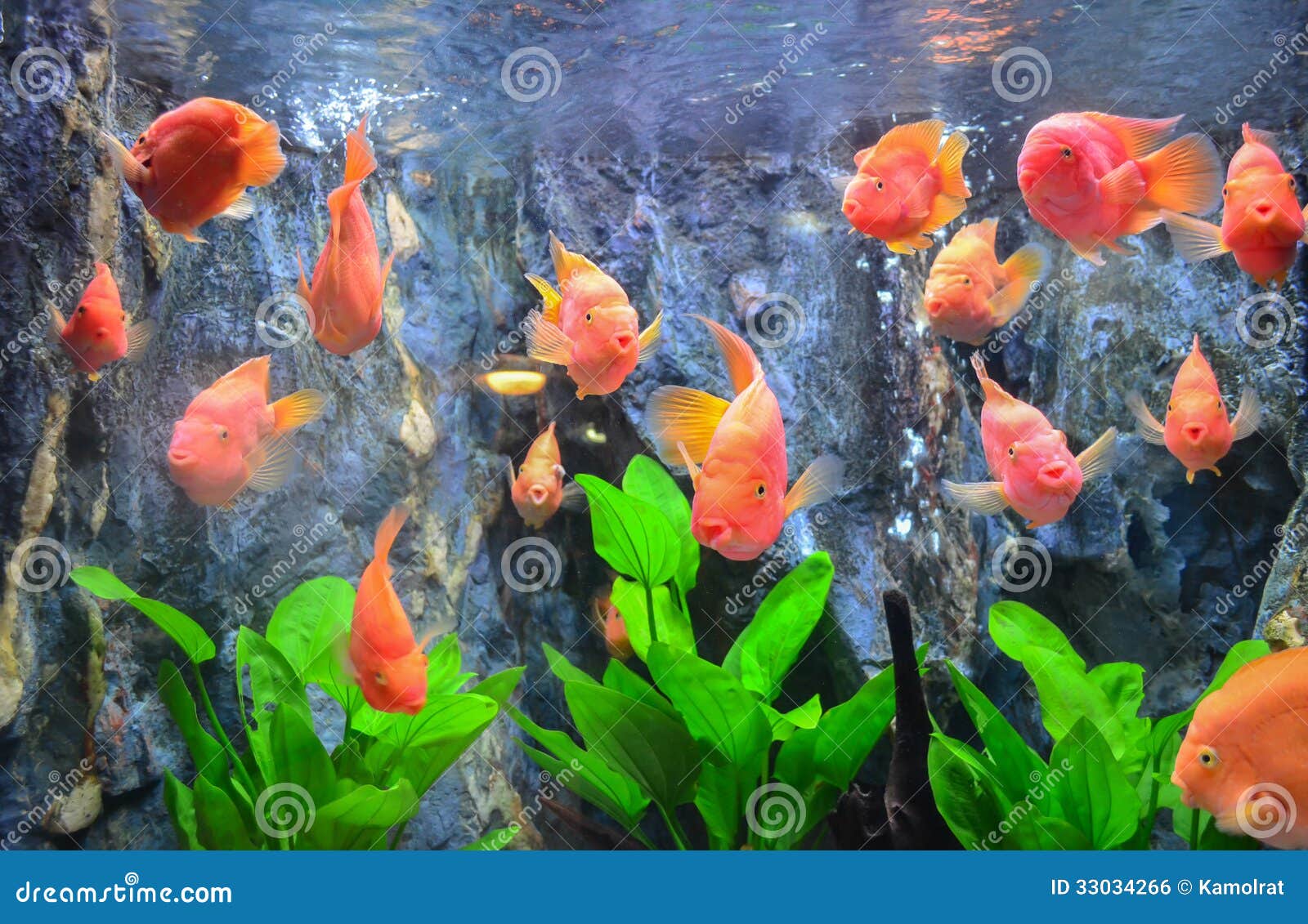 Red Flower Horn Fish stock photo. Image of horn, glory - 33034266