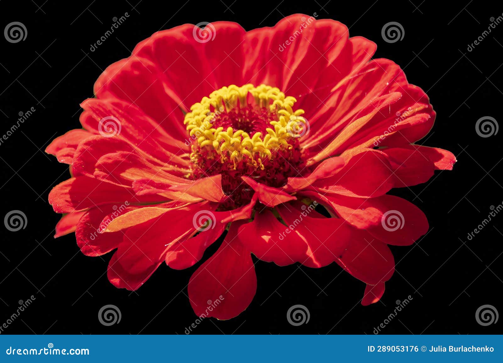 Red flower isolated stock photo. Image of closeup, exotic - 289053176