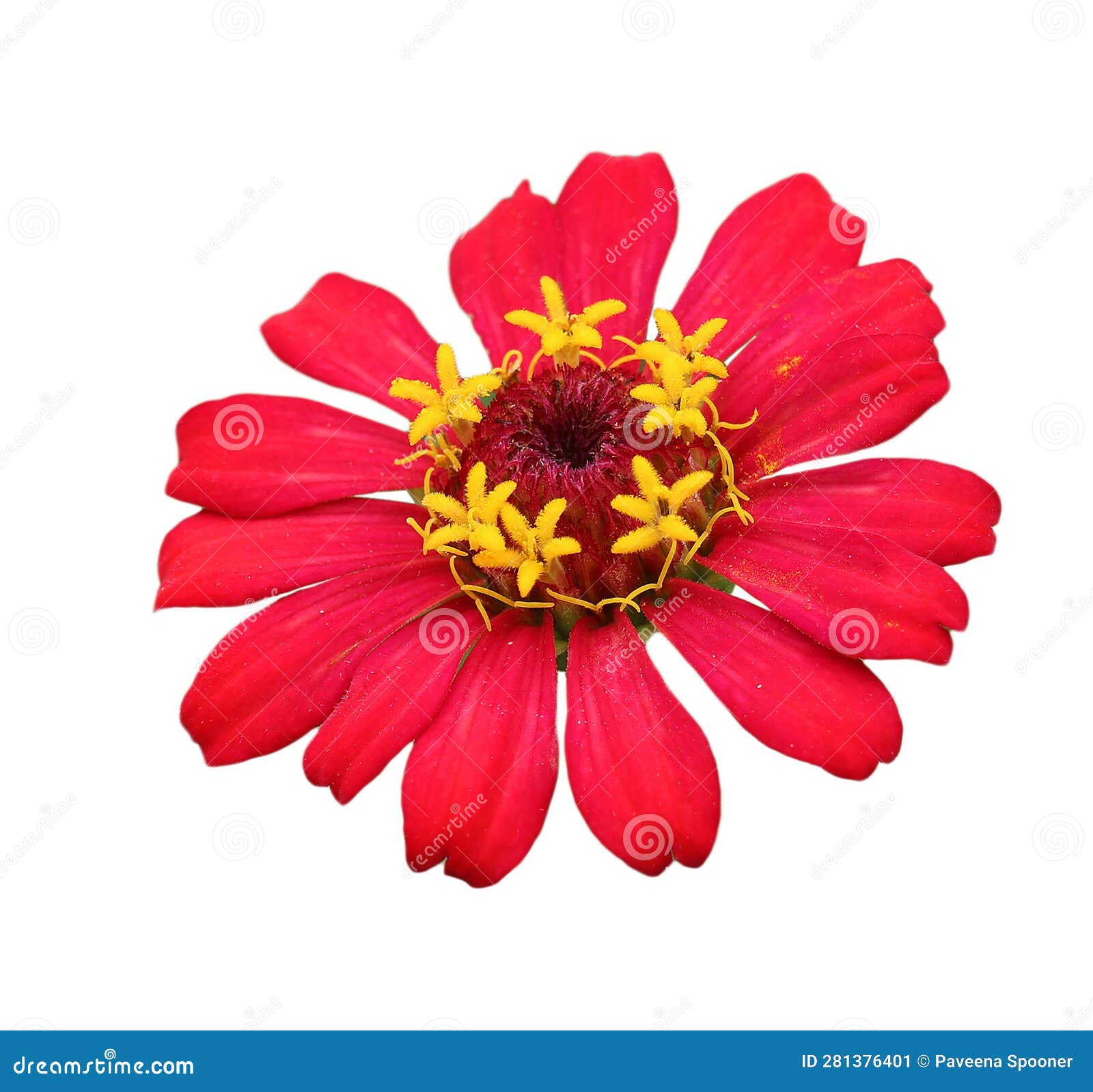 Red Flower Isolated on White Background Stock Image - Image of ...