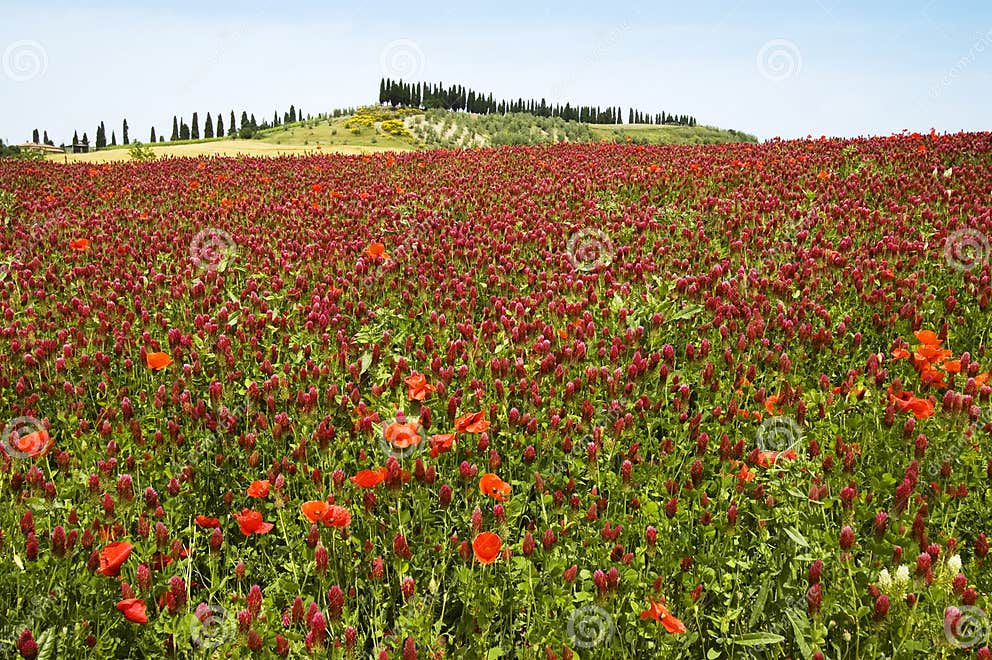 Red Flower Landscape stock image. Image of grass, ecology - 8910791