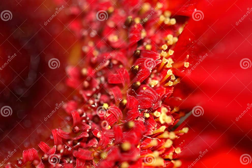 Red flower macro stock image. Image of leaves, floral - 1022527