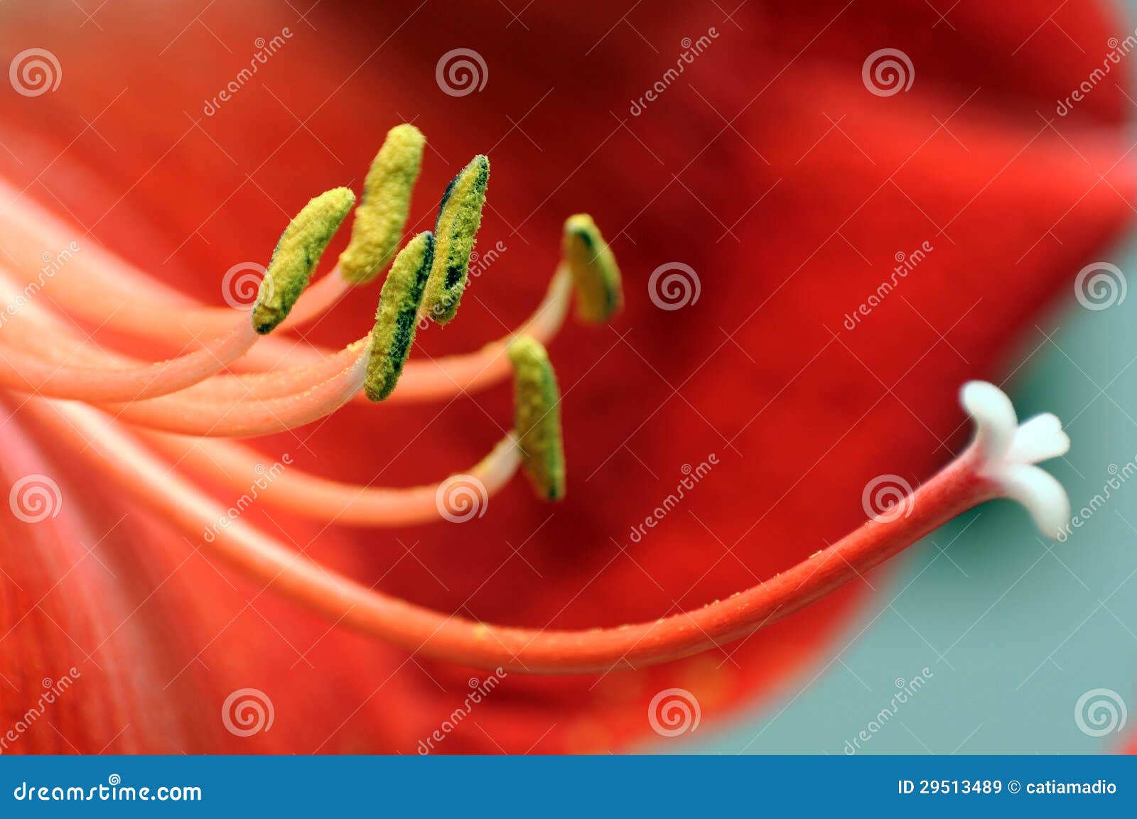 3,978 Filament Anther Stock Photos - Free & Royalty-Free Stock Photos ...