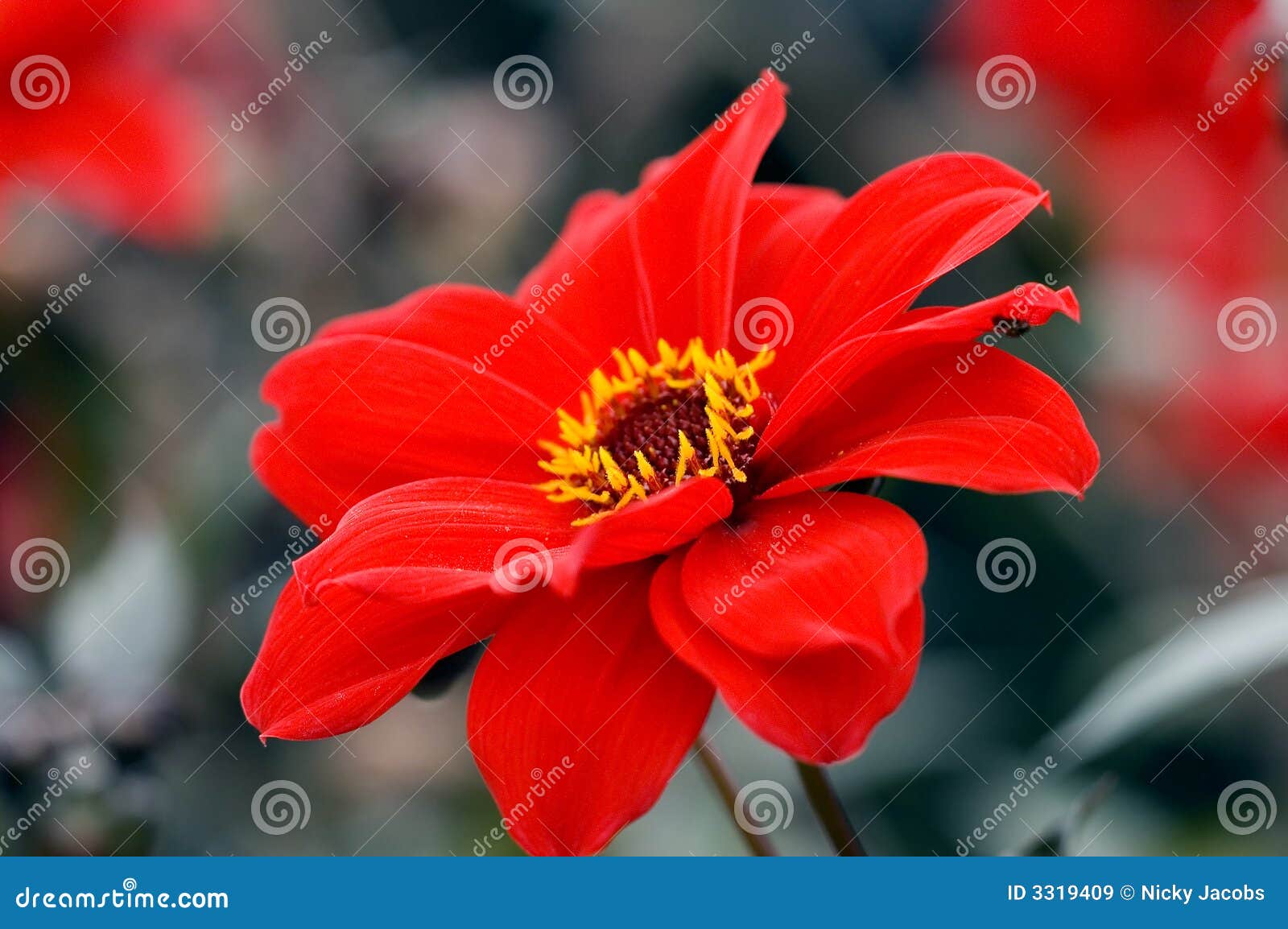 Red flower macro stock image. Image of wildflower, macro - 3319409