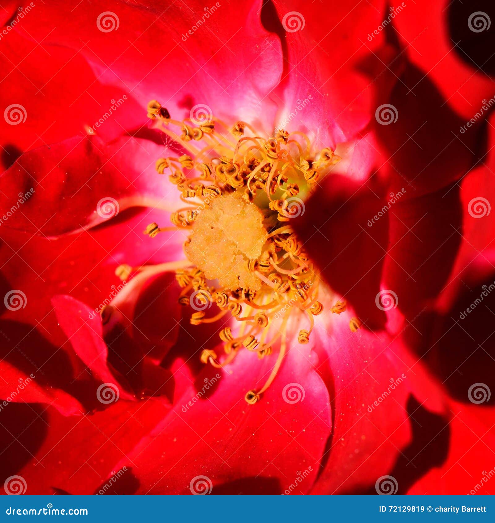 Red Flower Macro Photography Stock Image - Image of macro, flower: 72129819