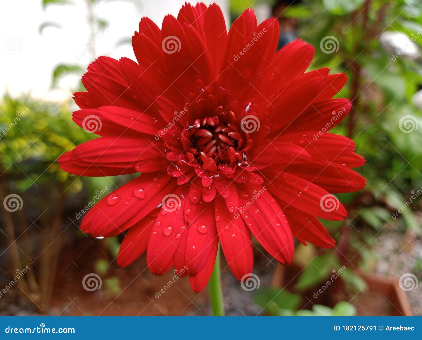 Red Flower Macro Photography with Water Drops Stock Image - Image of ...