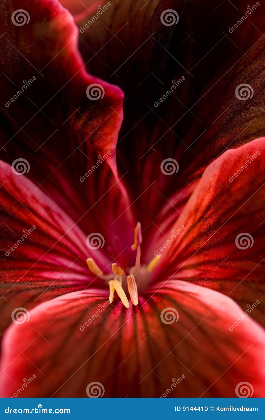 Red flower macro shot stock photo. Image of lawn, color - 9144410