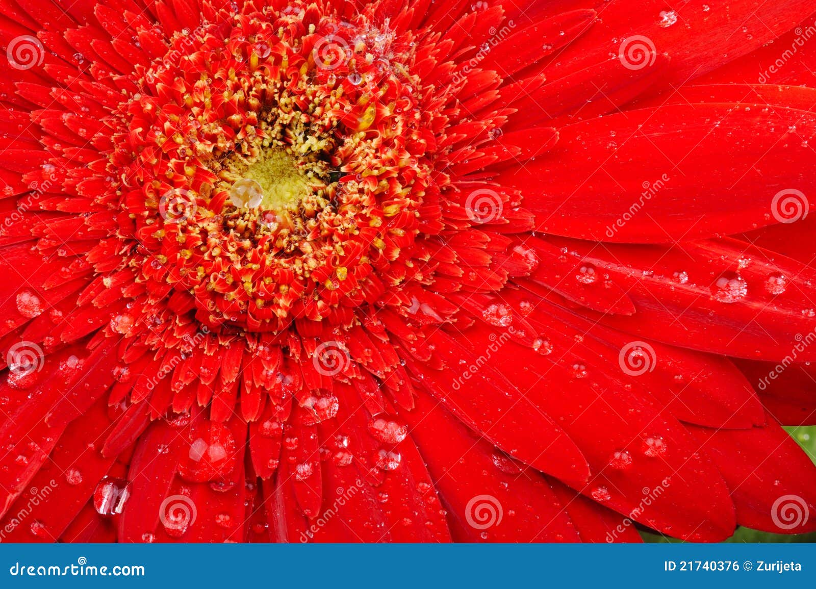 Red Flower Macro with Water Droplets Stock Photo - Image of hill ...
