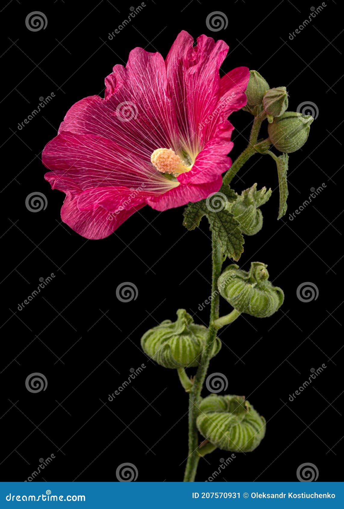 Red Flower of Mallow, Isolated on Black Background Stock Image - Image ...