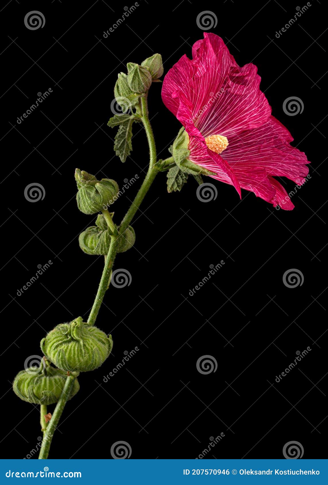 Red Flower of Mallow, Isolated on Black Background Stock Photo - Image ...