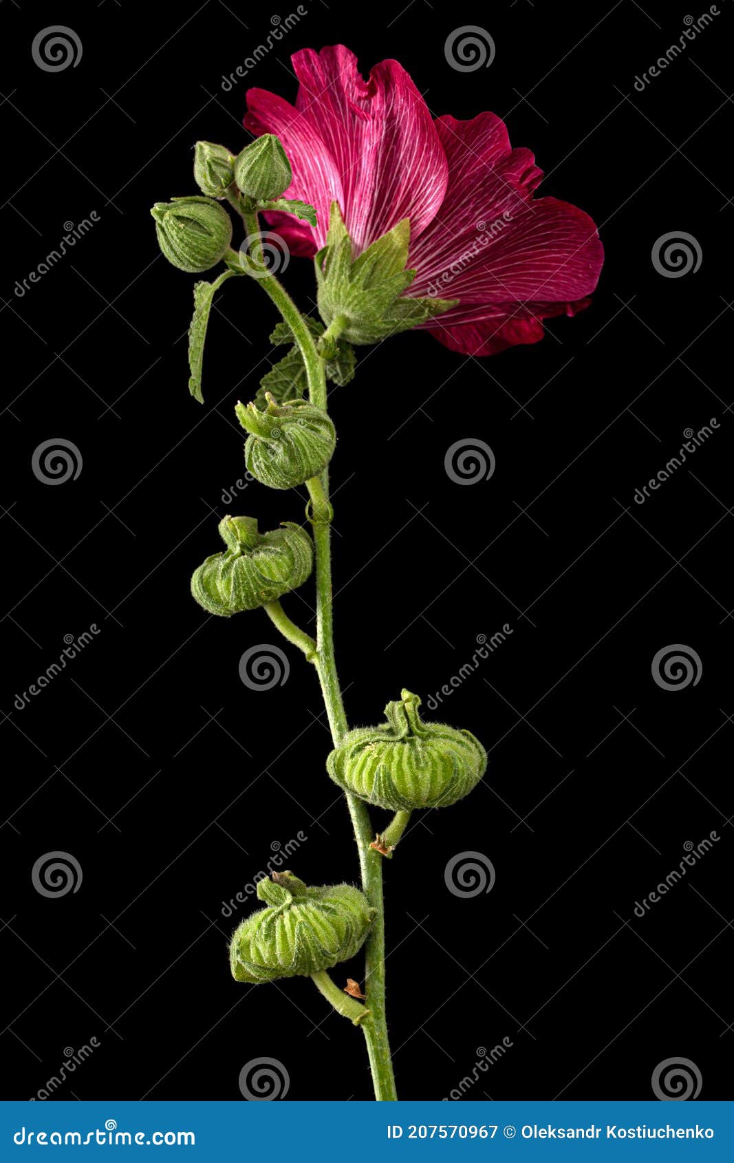 Red Flower of Mallow, Isolated on Black Background Stock Image - Image ...