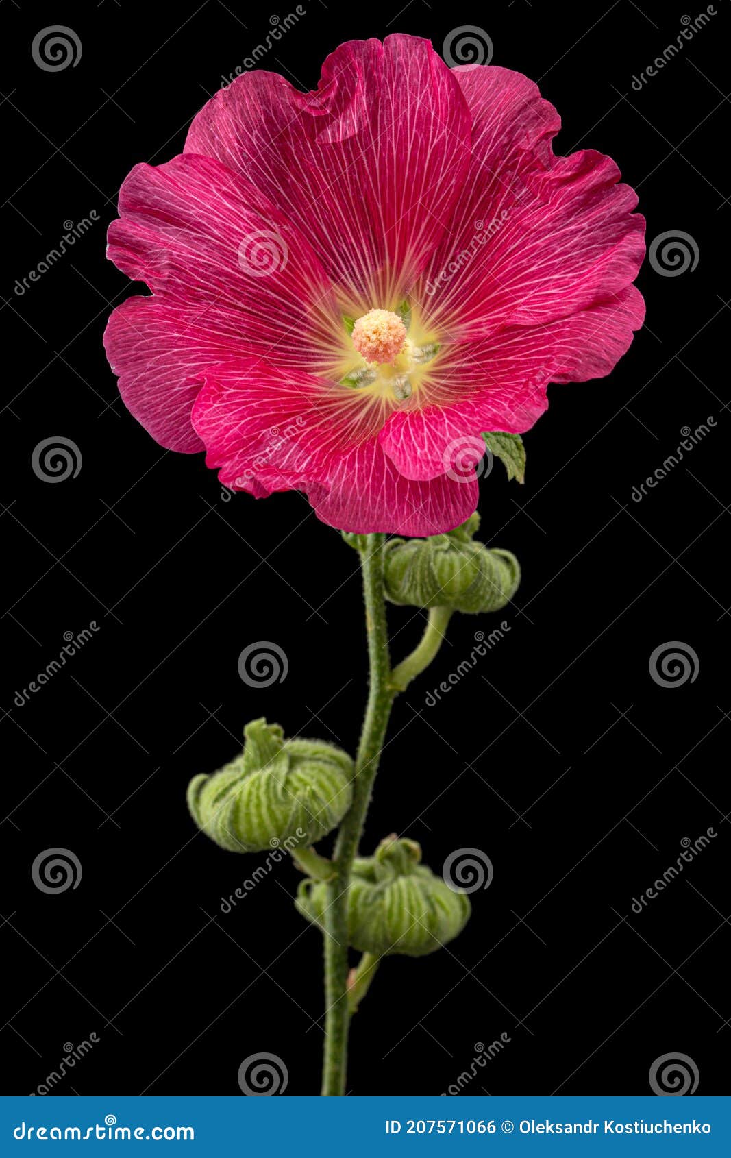 Red Flower of Mallow, Isolated on Black Background Stock Photo - Image ...