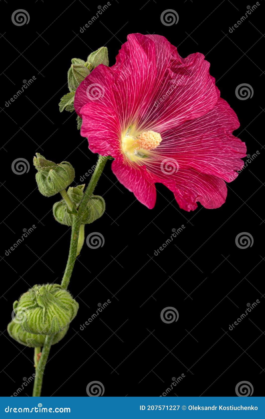 Red Flower of Mallow, Isolated on Black Background Stock Image - Image ...