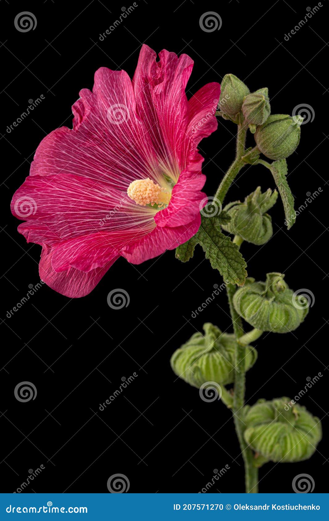 Red Flower of Mallow, Isolated on Black Background Stock Photo - Image ...