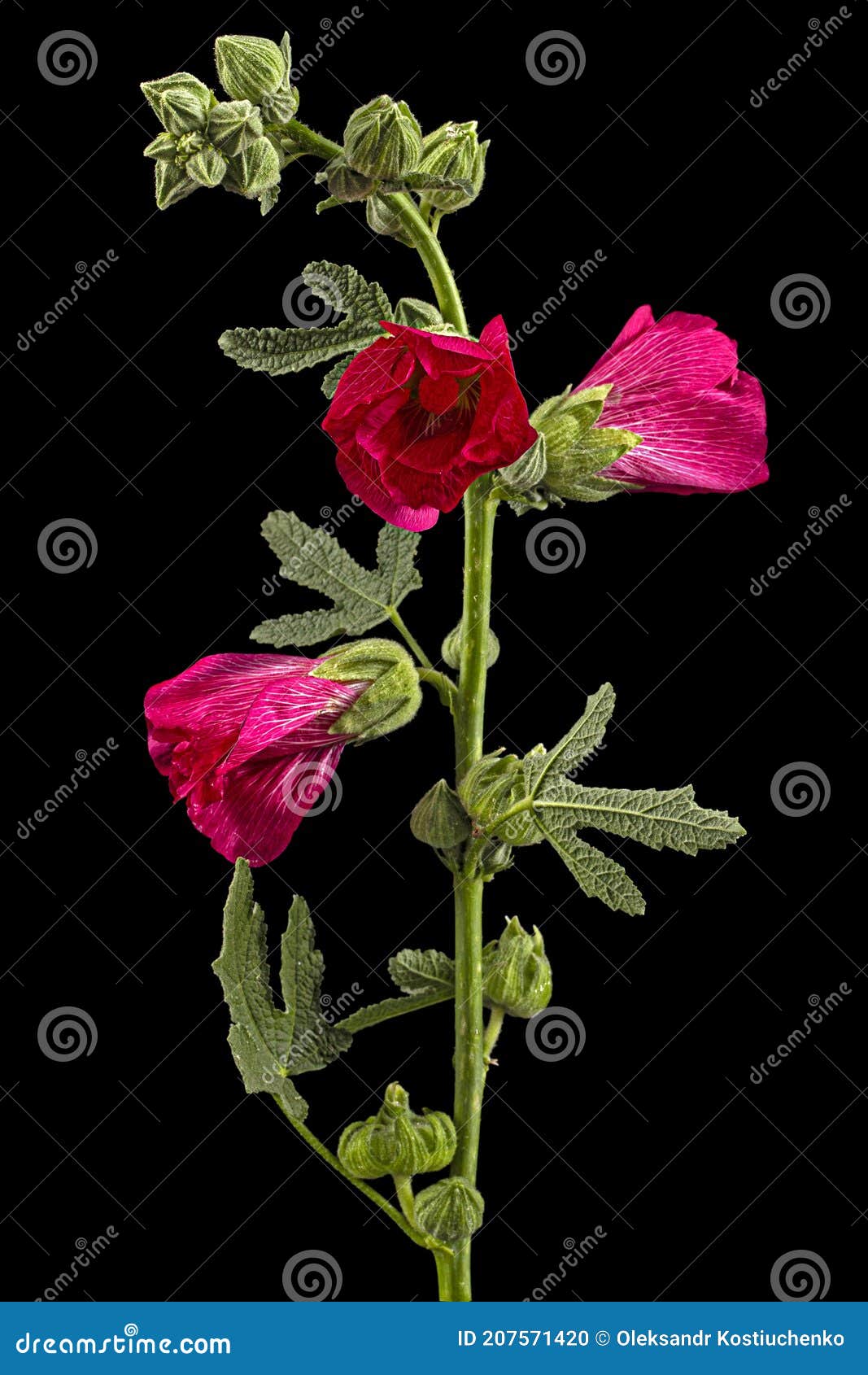 Red Flower of Mallow, Isolated on Black Background Stock Photo - Image ...
