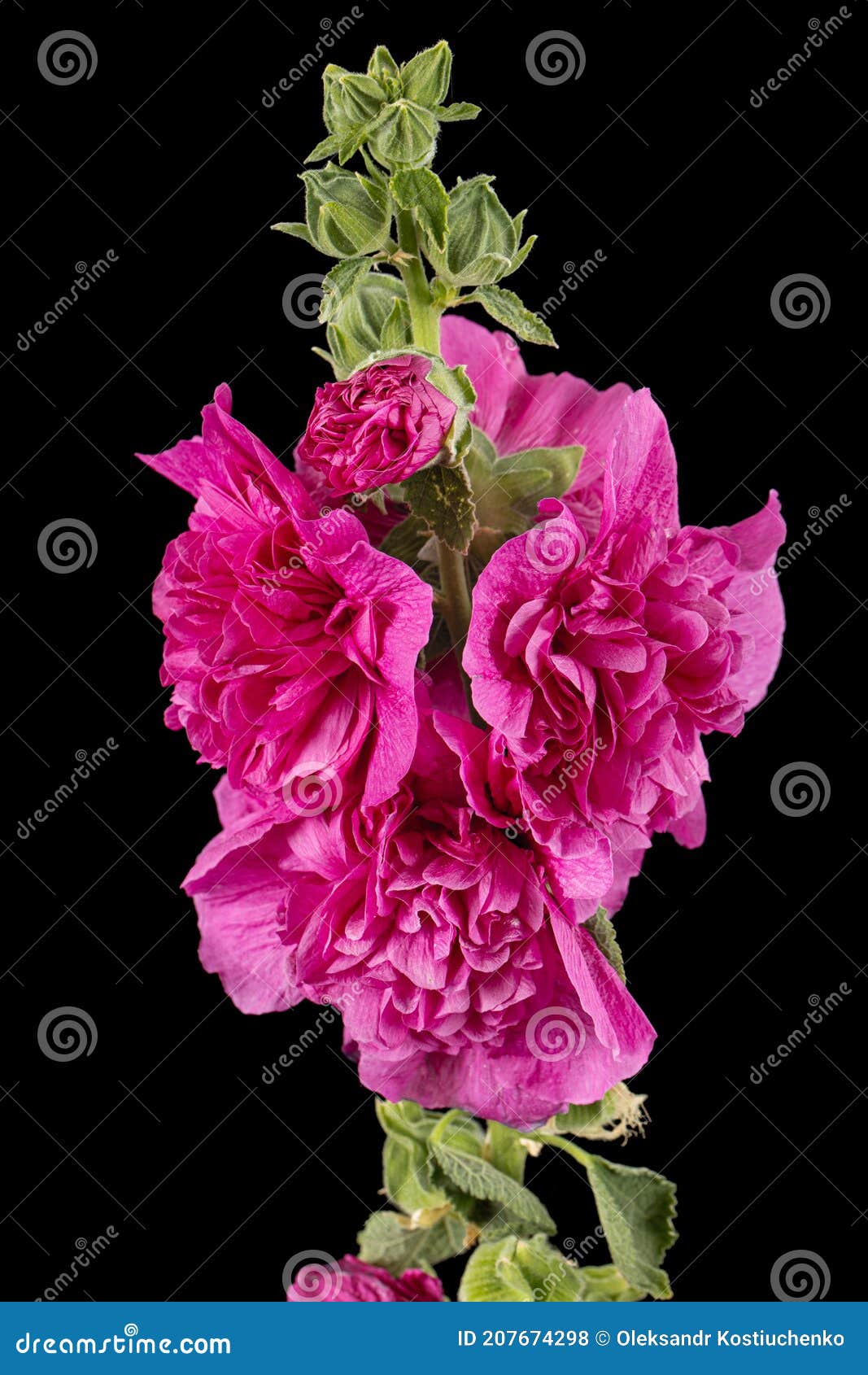 Red Flower of Mallow, Isolated on Black Background Stock Photo - Image ...