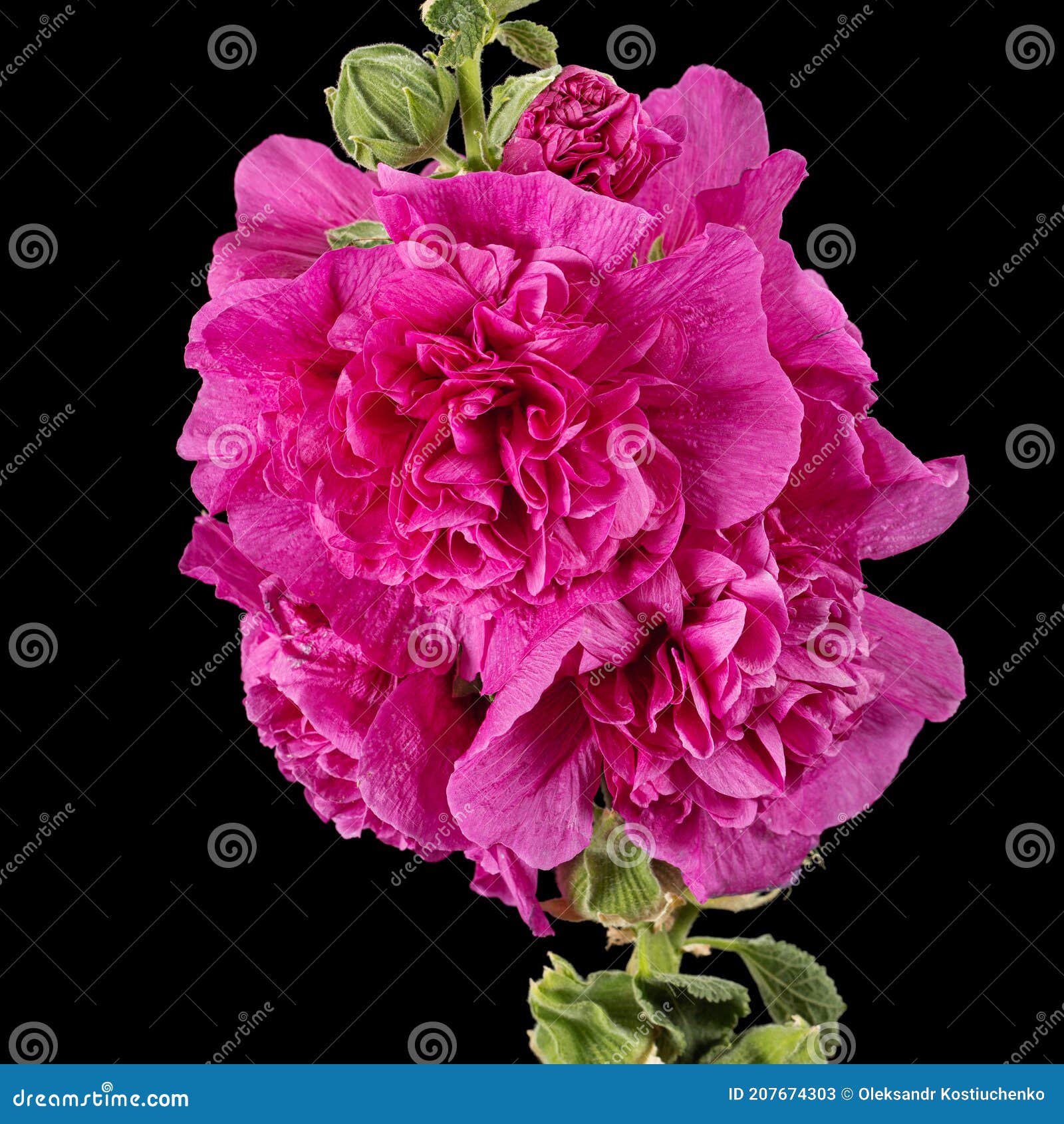 Red Flower of Mallow, Isolated on Black Background Stock Image - Image ...