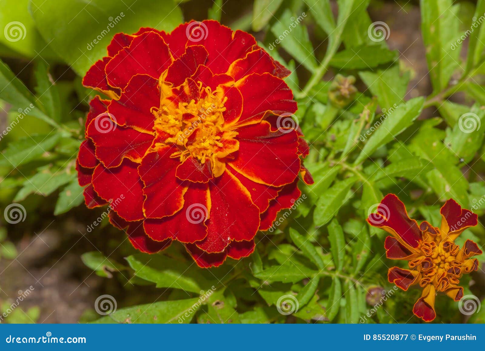 Red flower Marigold stock image. Image of meadow, single - 85520877