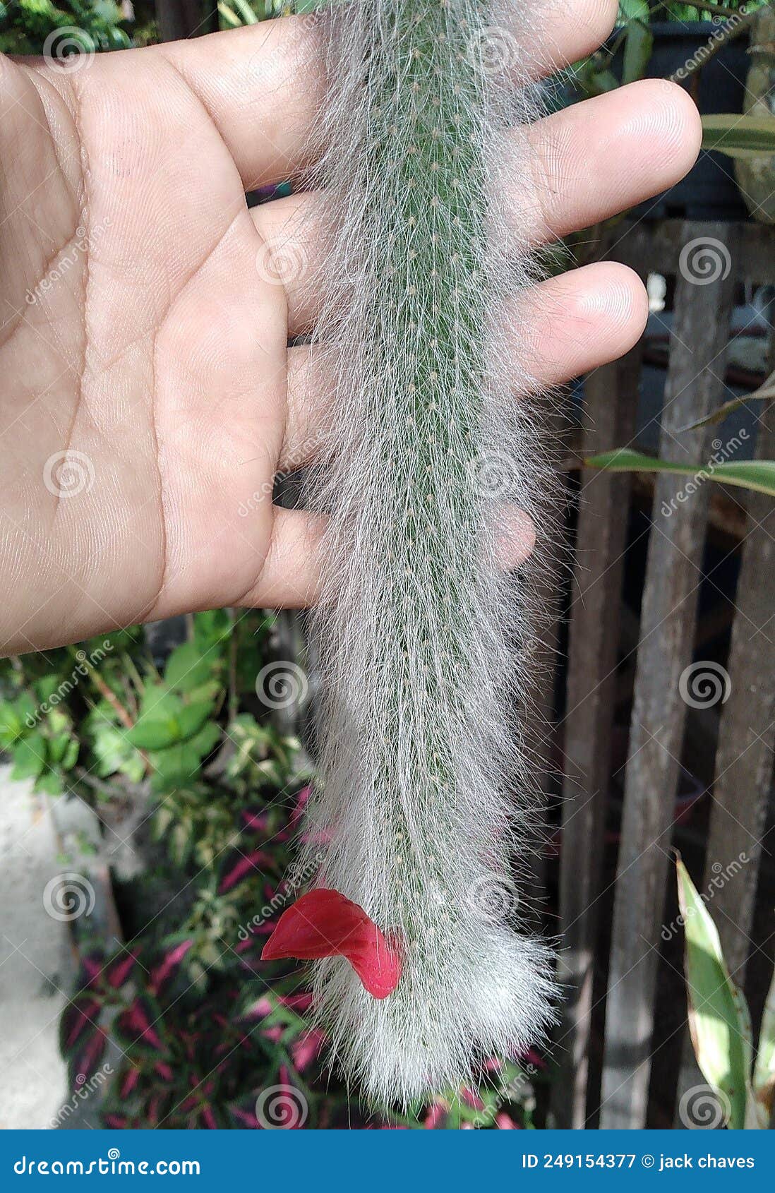 Red Flower of the Monkey Tail Cactus Stock Image - Image of tail ...