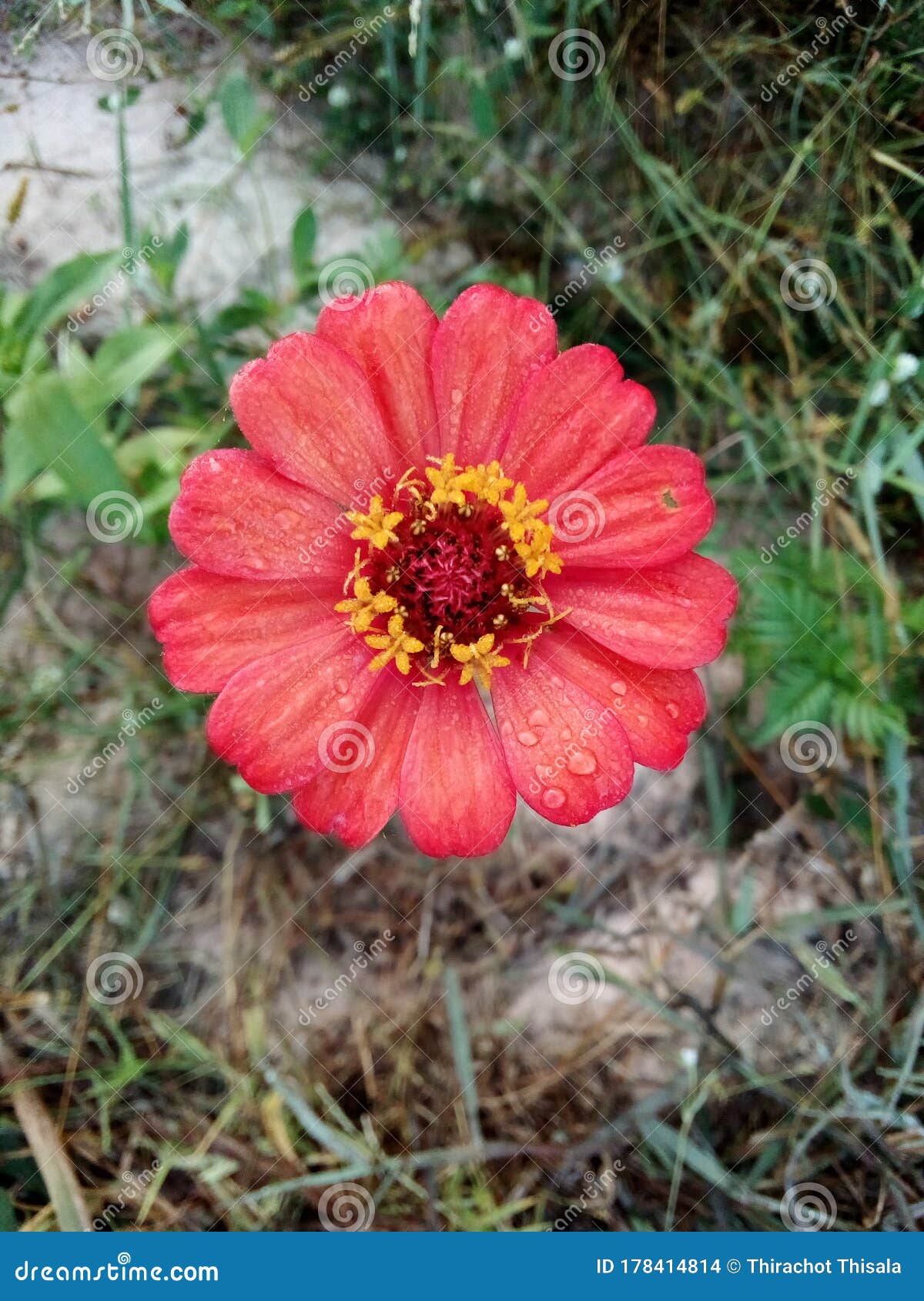 Red flower at morning stock photo. Image of flower, prairie - 178414814