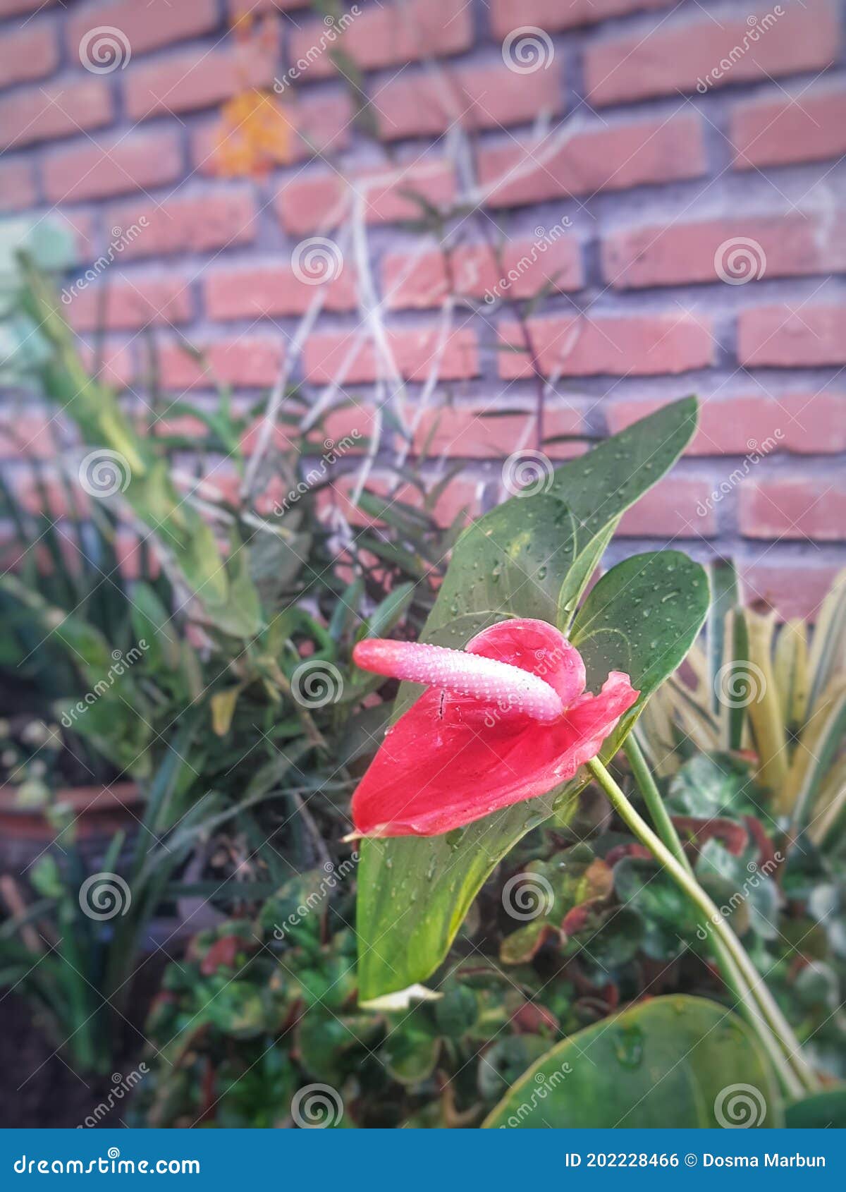 Red flower in the morning stock photo. Image of blossom - 202228466