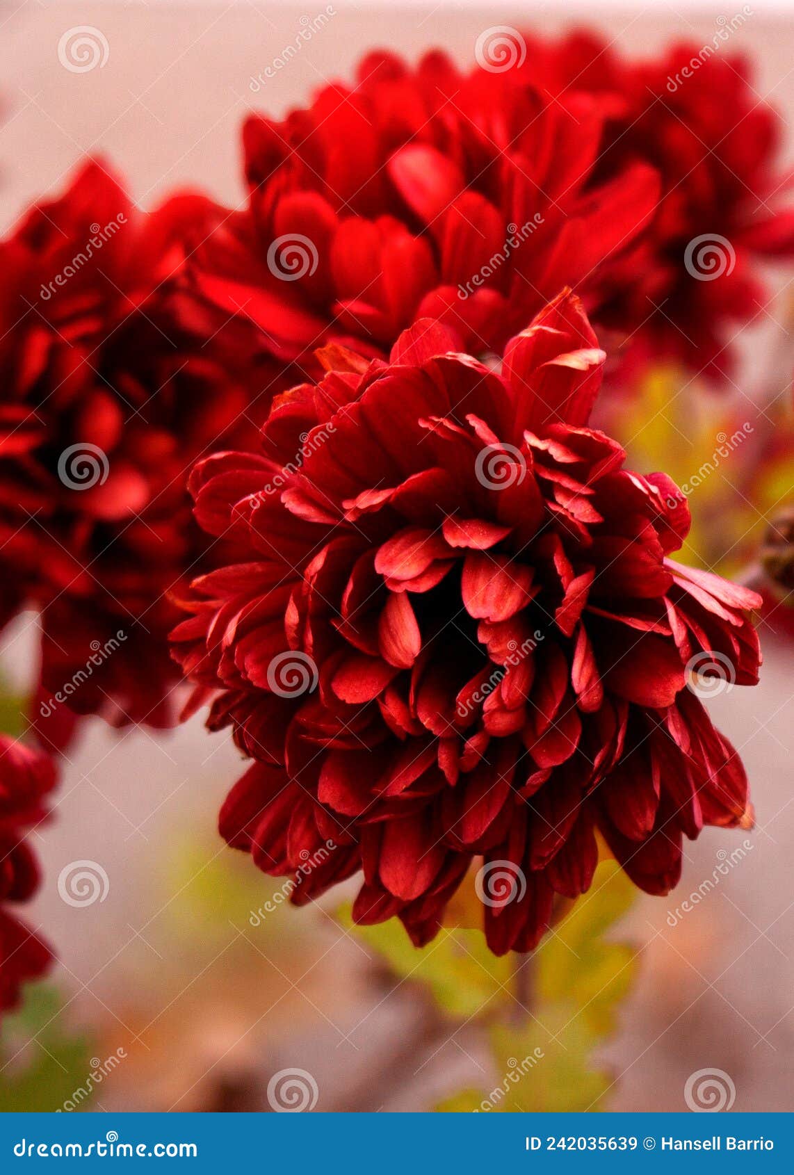 Red Flower with Multiple Petals Stock Image - Image of macro, walk ...