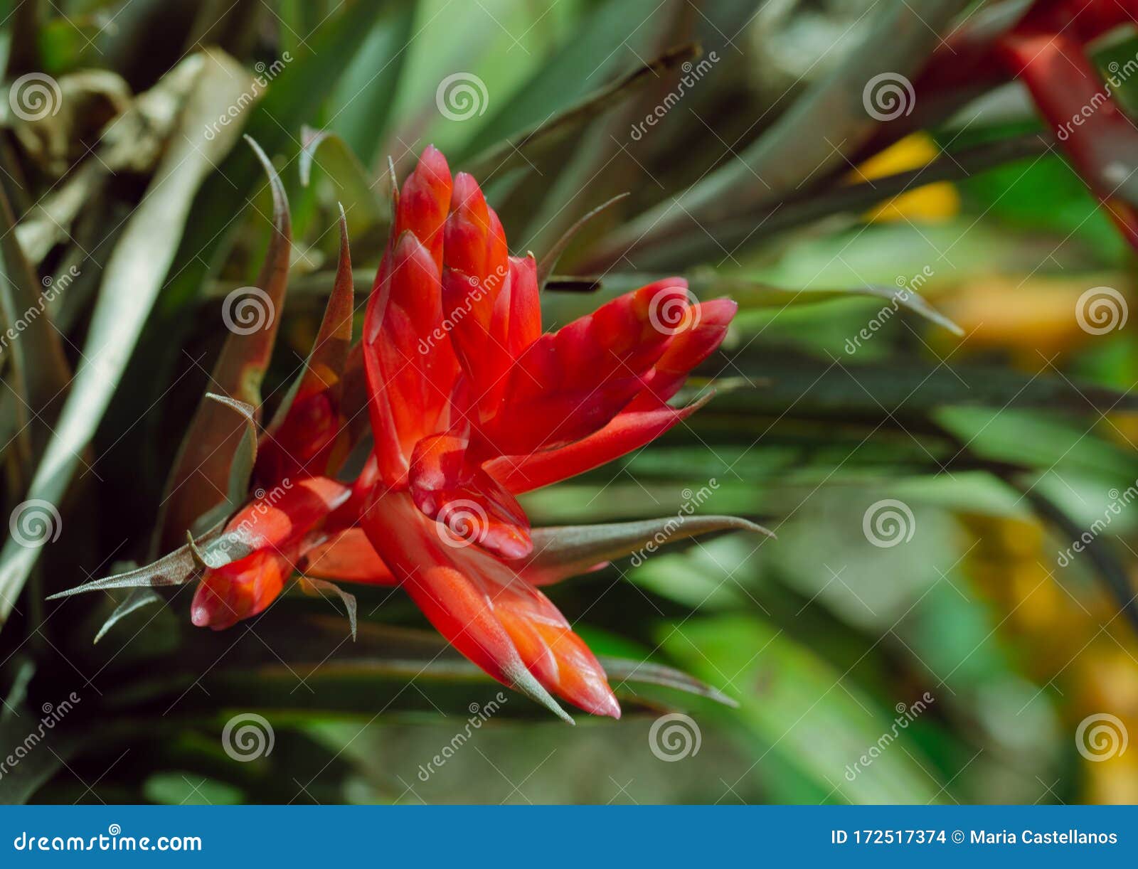 Red Flower in Natural Background. Concept of Spring Stock Photo - Image ...