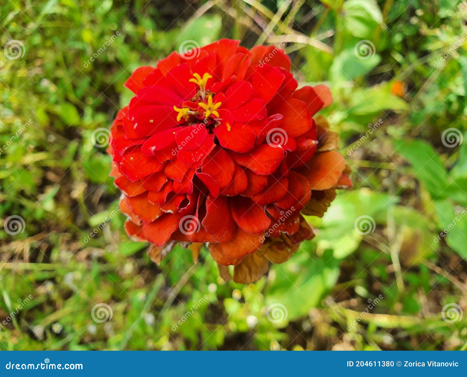 Red flower in nature stock photo. Image of meadow, shrub - 204611380