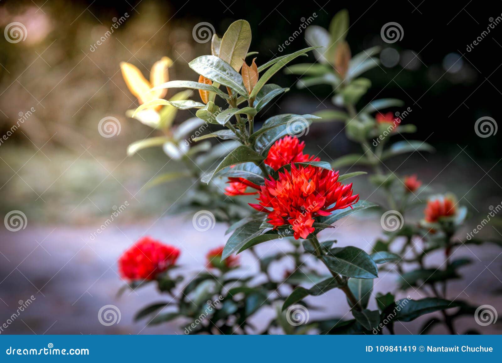 Red Flower Needle To Romantic Mood. Stock Image - Image of colorful ...