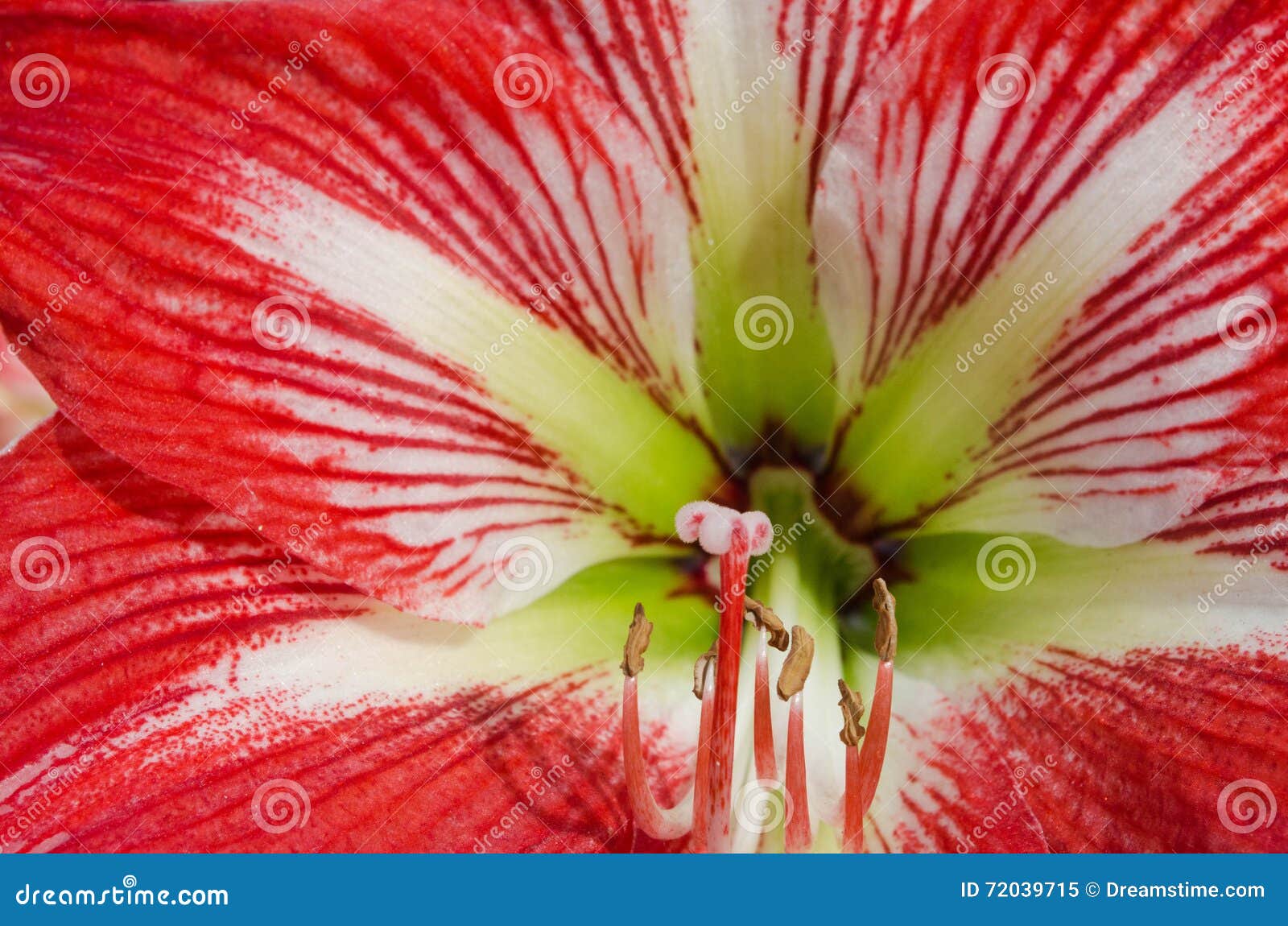 Red flower stock image. Image of gogreen, nature, filltheframe - 72039715