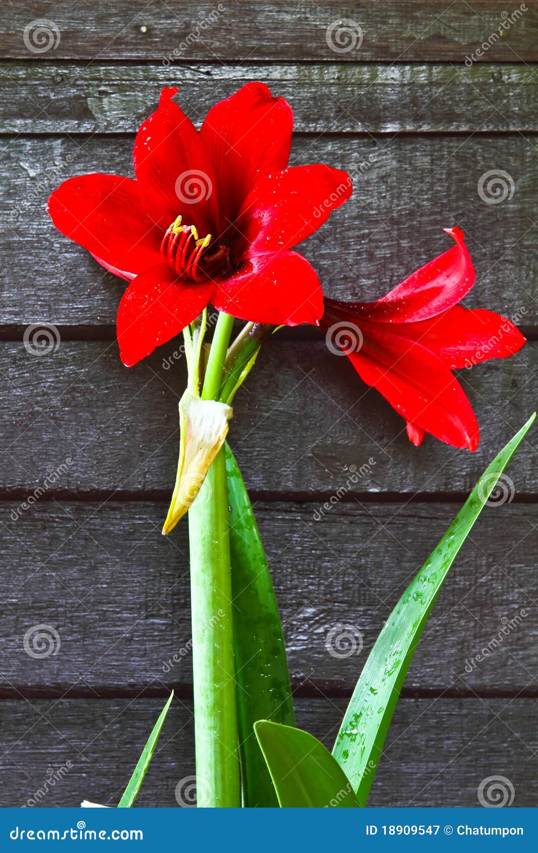 Red Flower and Partition Wall Stock Image - Image of natural, colorful ...