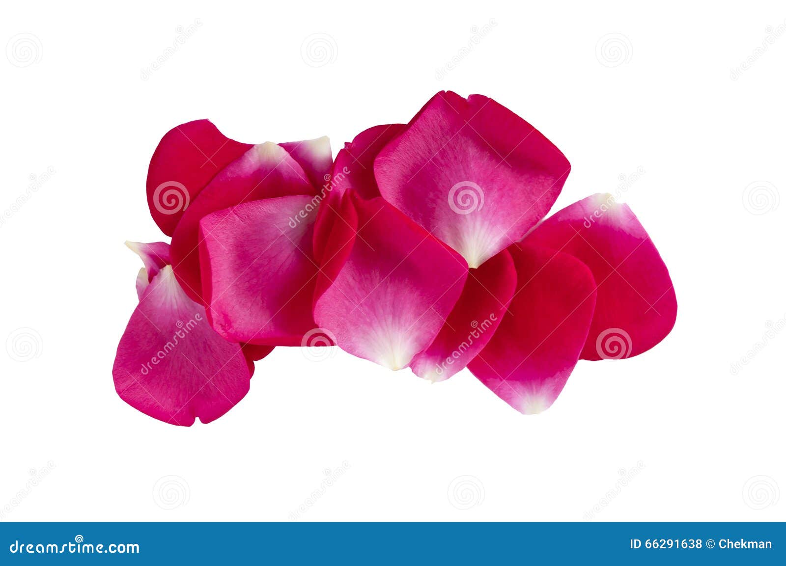 Red Flower Petals Isolated. Stock Photo - Image of beautiful, group ...