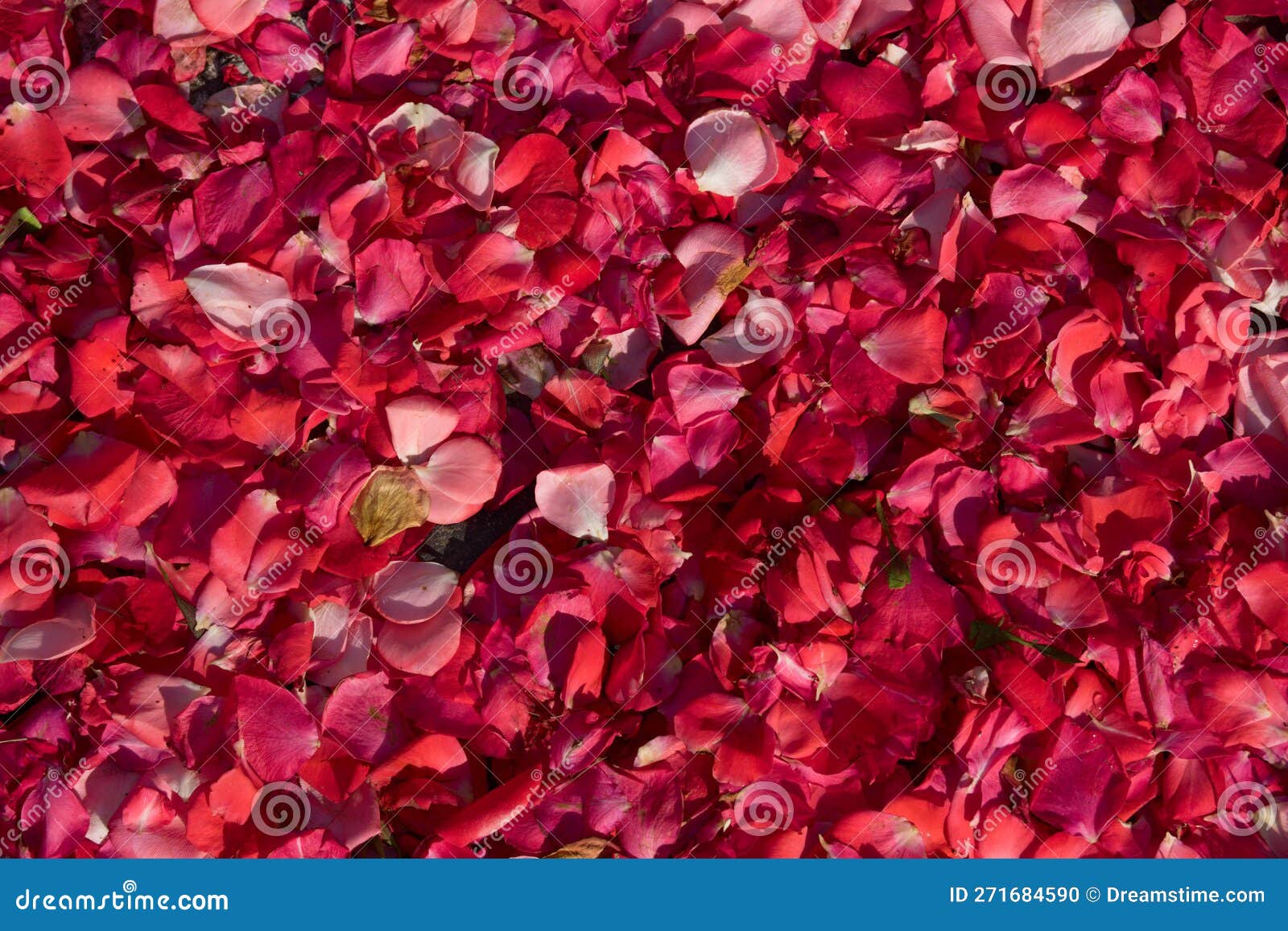 Red Flower Petals Spread Out on a Flat Surface Fill the Frame. Romantic ...