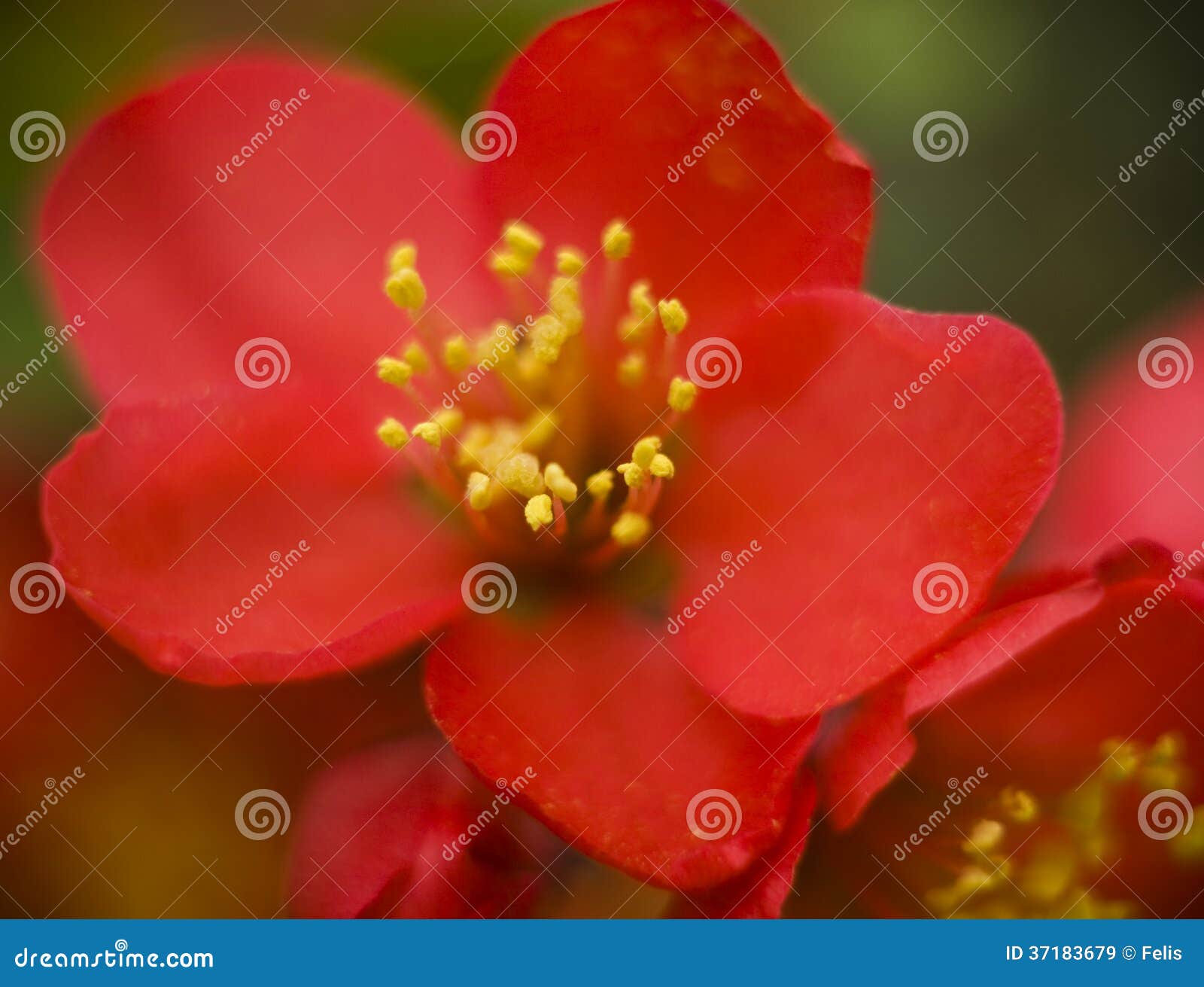 Red Flower with Pistils and Stamens Macro Stock Image - Image of ...