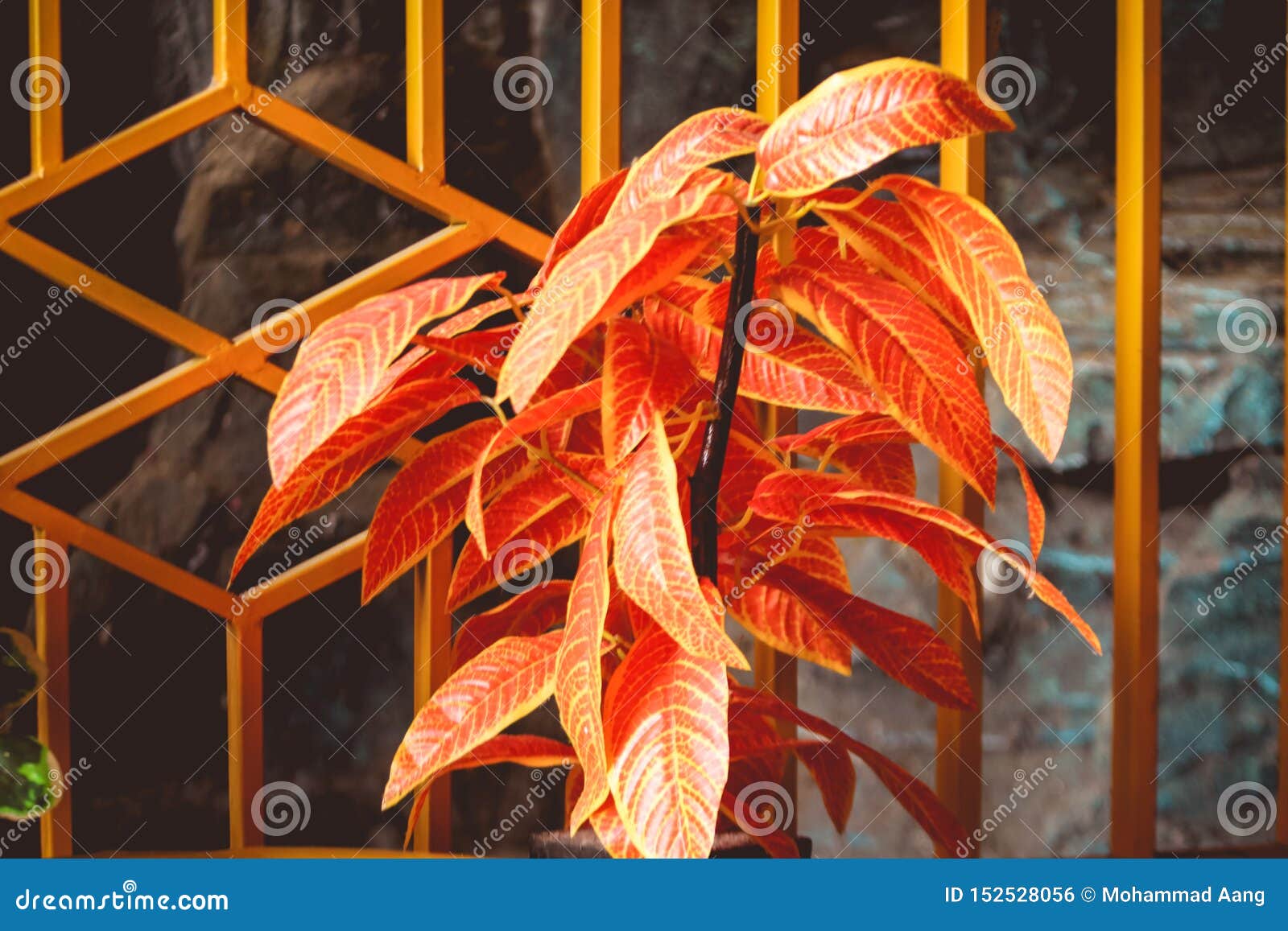 Red Flower Plants in the Home Garden Stock Photo - Image of design ...