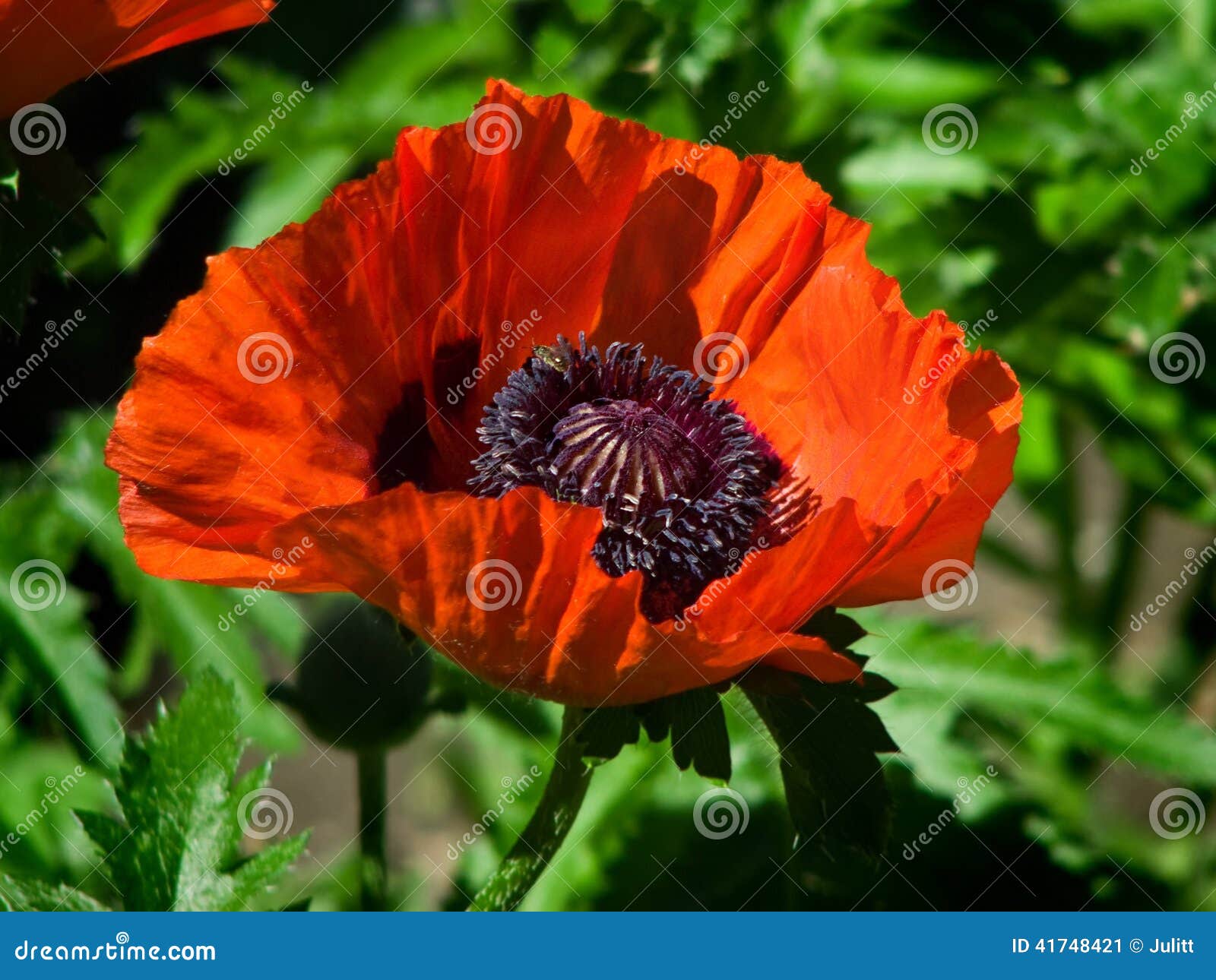 Red flower of poppy stock image. Image of garden, nature - 41748421