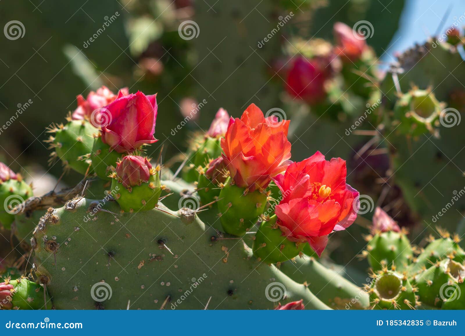 Red Flower of Prickly Pear Cactus Stock Image - Image of pear, nature ...