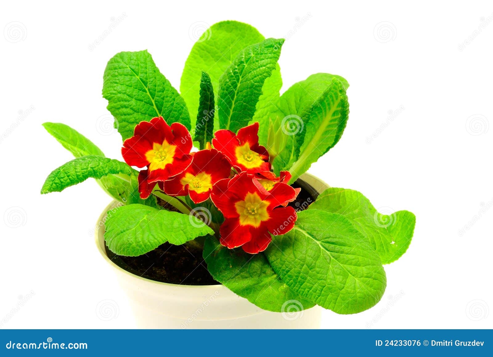 Red flower, Primrose plant stock photo. Image of flora - 24233076