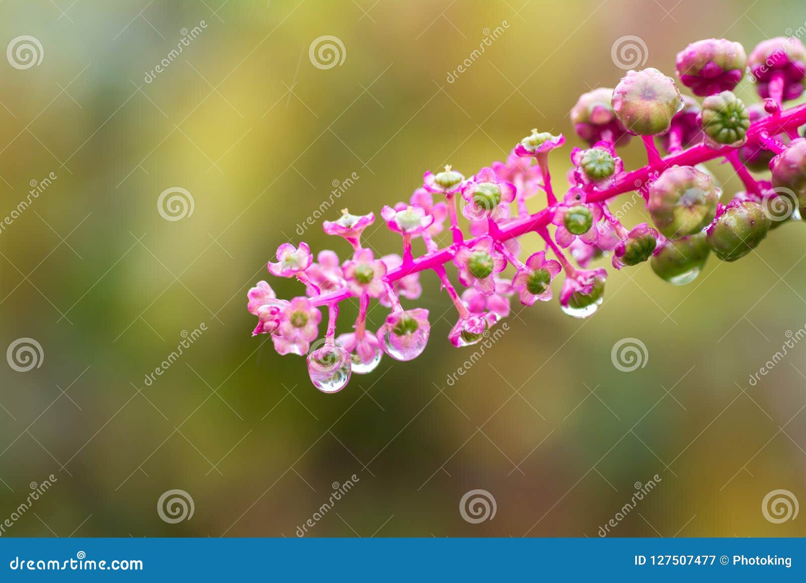 Red flower with rain drop stock image. Image of flower - 127507477