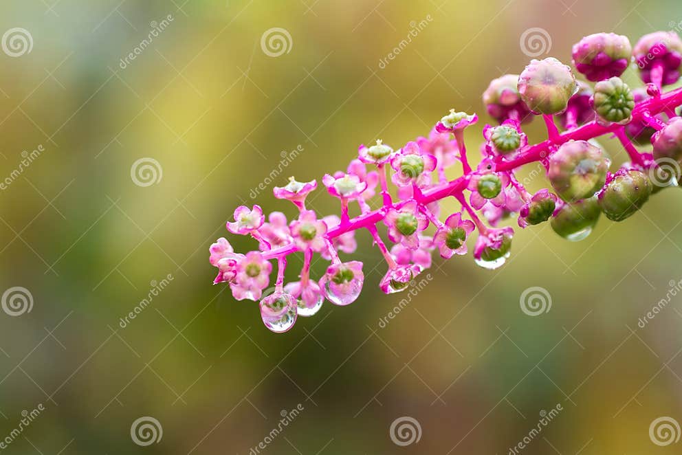 Red flower with rain drop stock image. Image of flower - 127507477