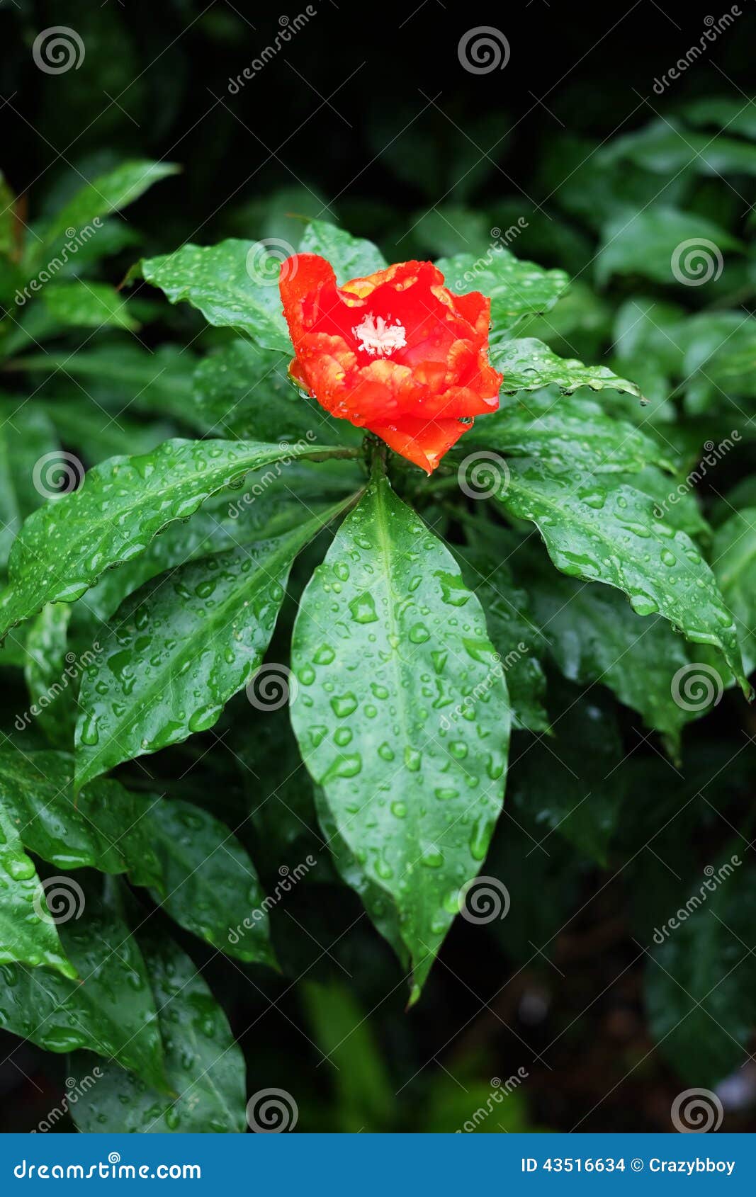 Red flower and rain drop stock photo. Image of color - 43516634