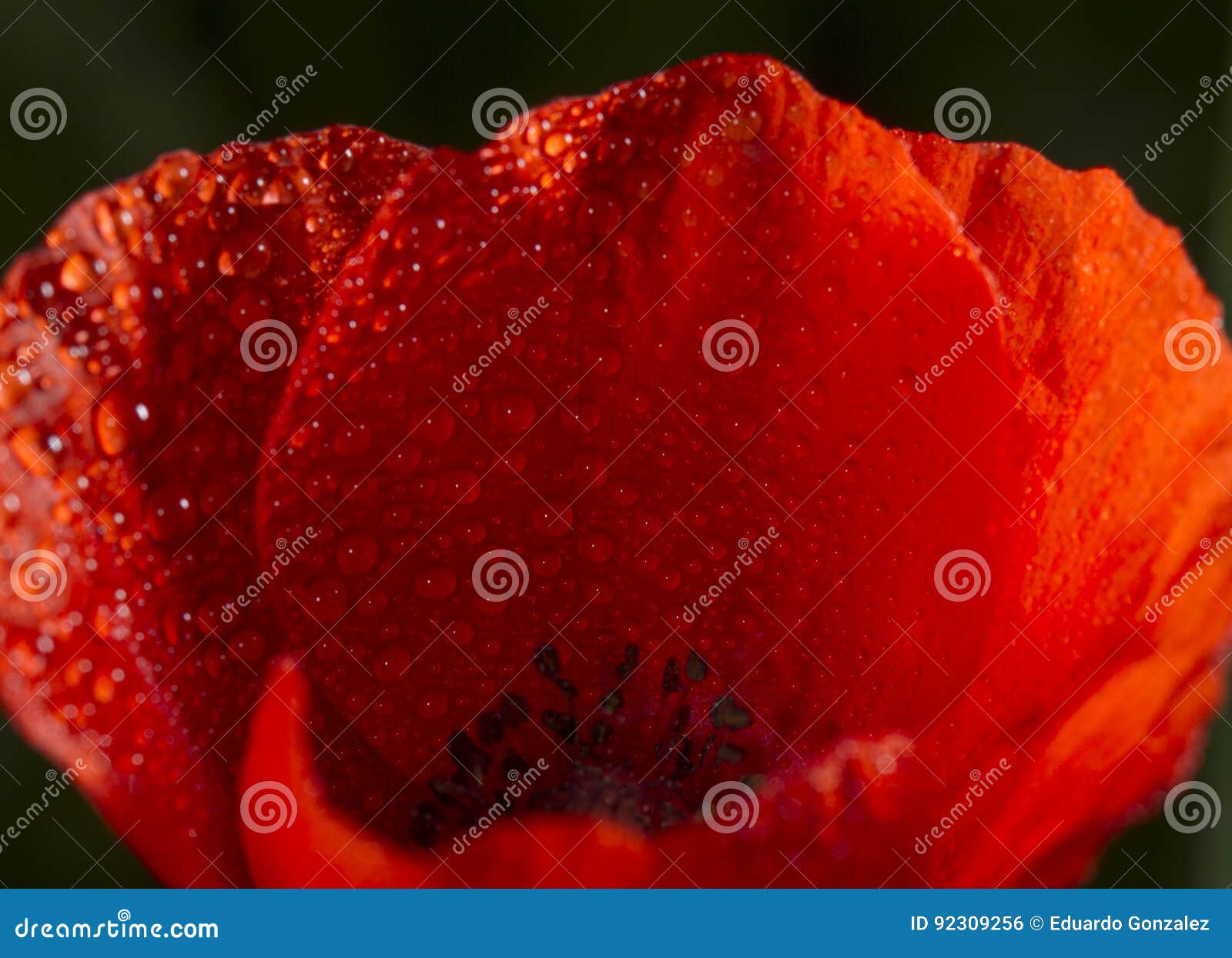 Red flower with rain drops stock photo. Image of luxuriant - 92309256