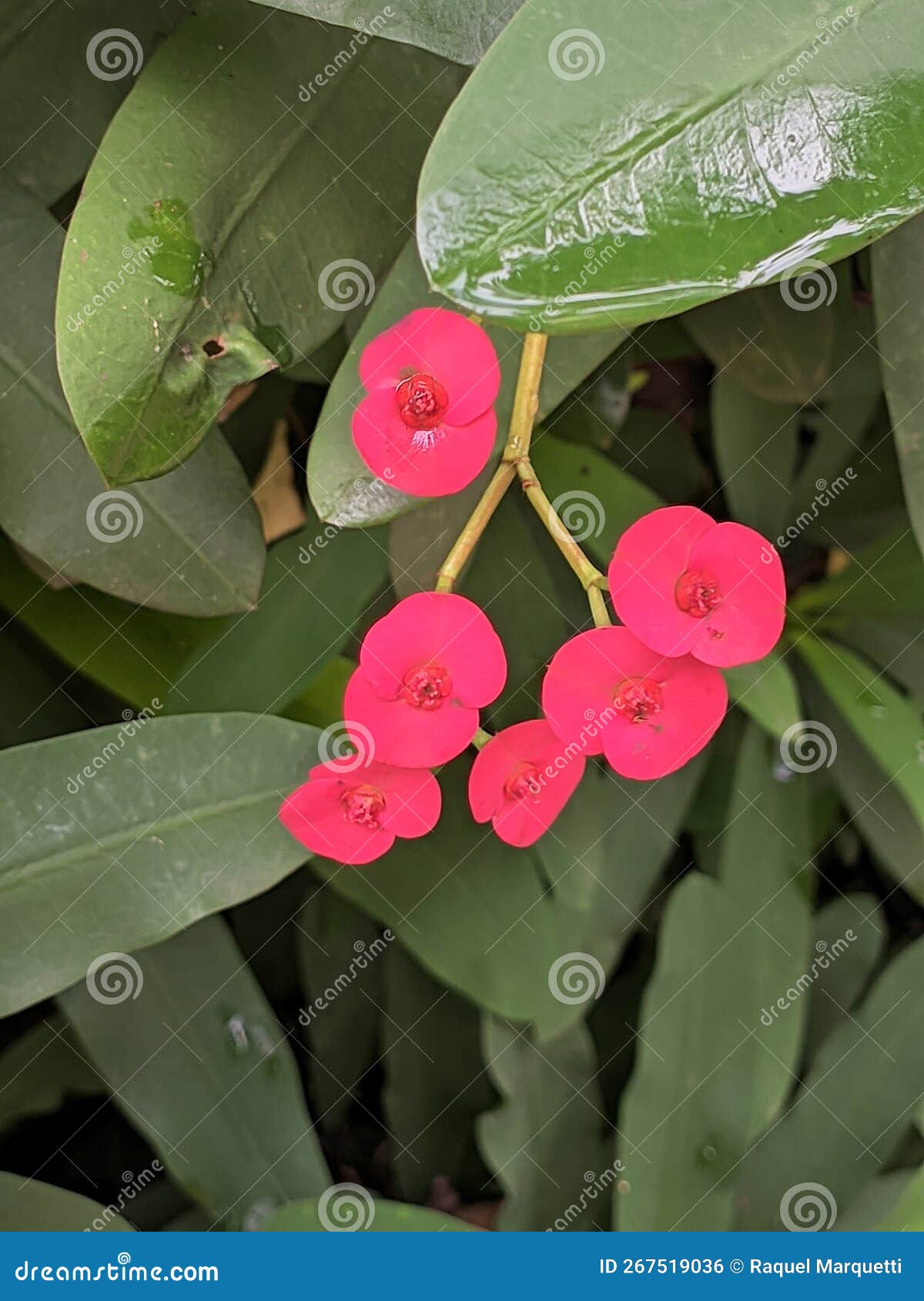 Red flower raindrop stock photo. Image of love, natural - 267519036