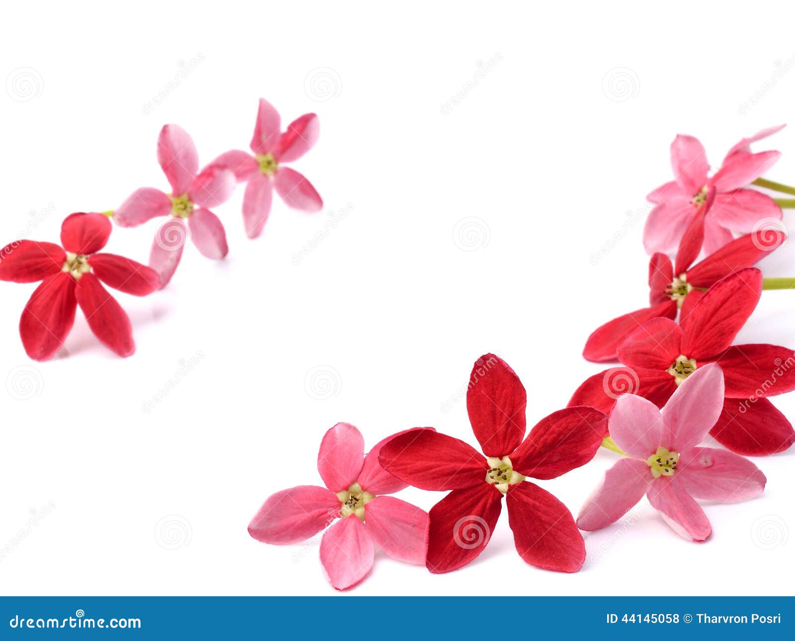 Red Flower of Rangoon Creeper on White Background Stock Photo - Image ...