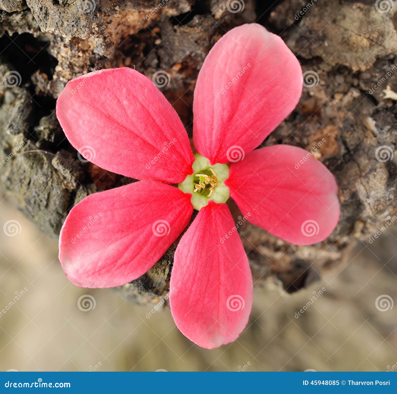 Red Flower of Rangoon Creeper Stock Image - Image of niyogan ...