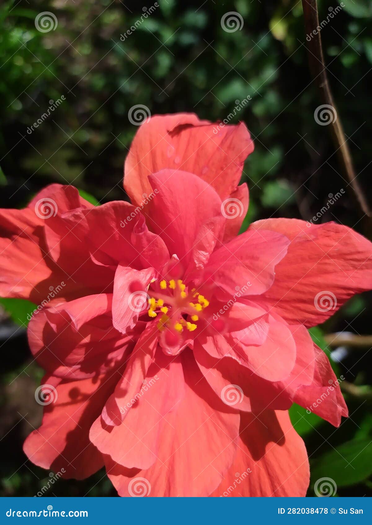 Red Flower is the Real Beauty Stock Photo - Image of real, flower ...
