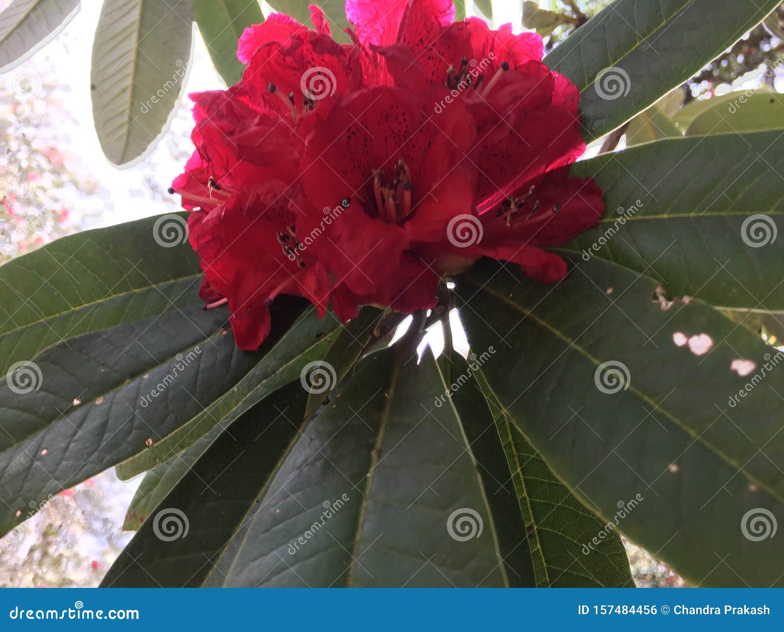 Red flower stock photo. Image of flower, forest, nature - 157484456