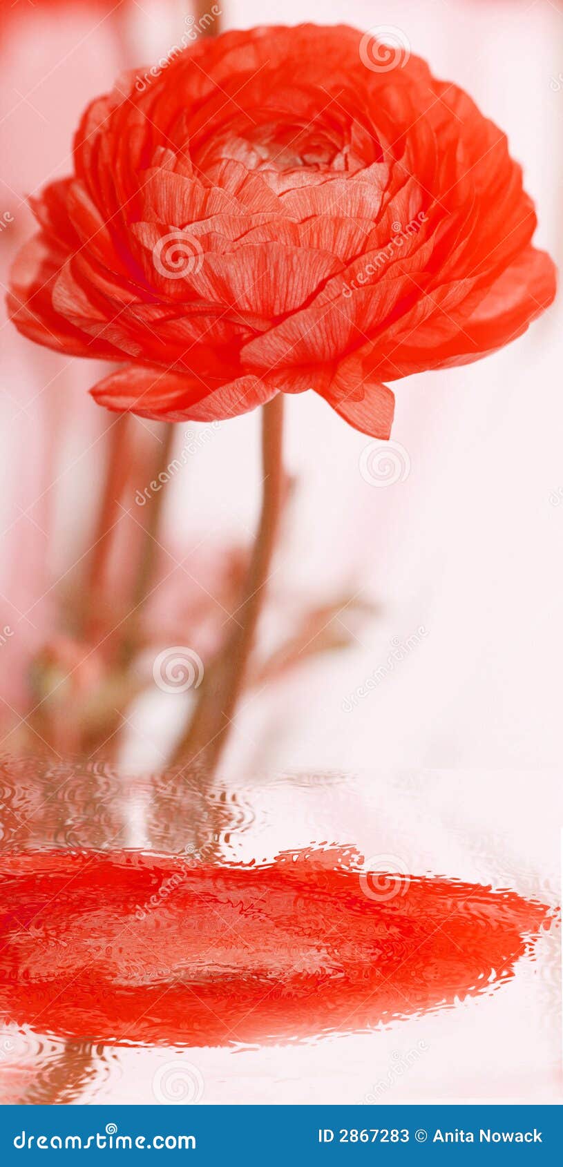 Red flower and reflection stock image. Image of nature - 2867283