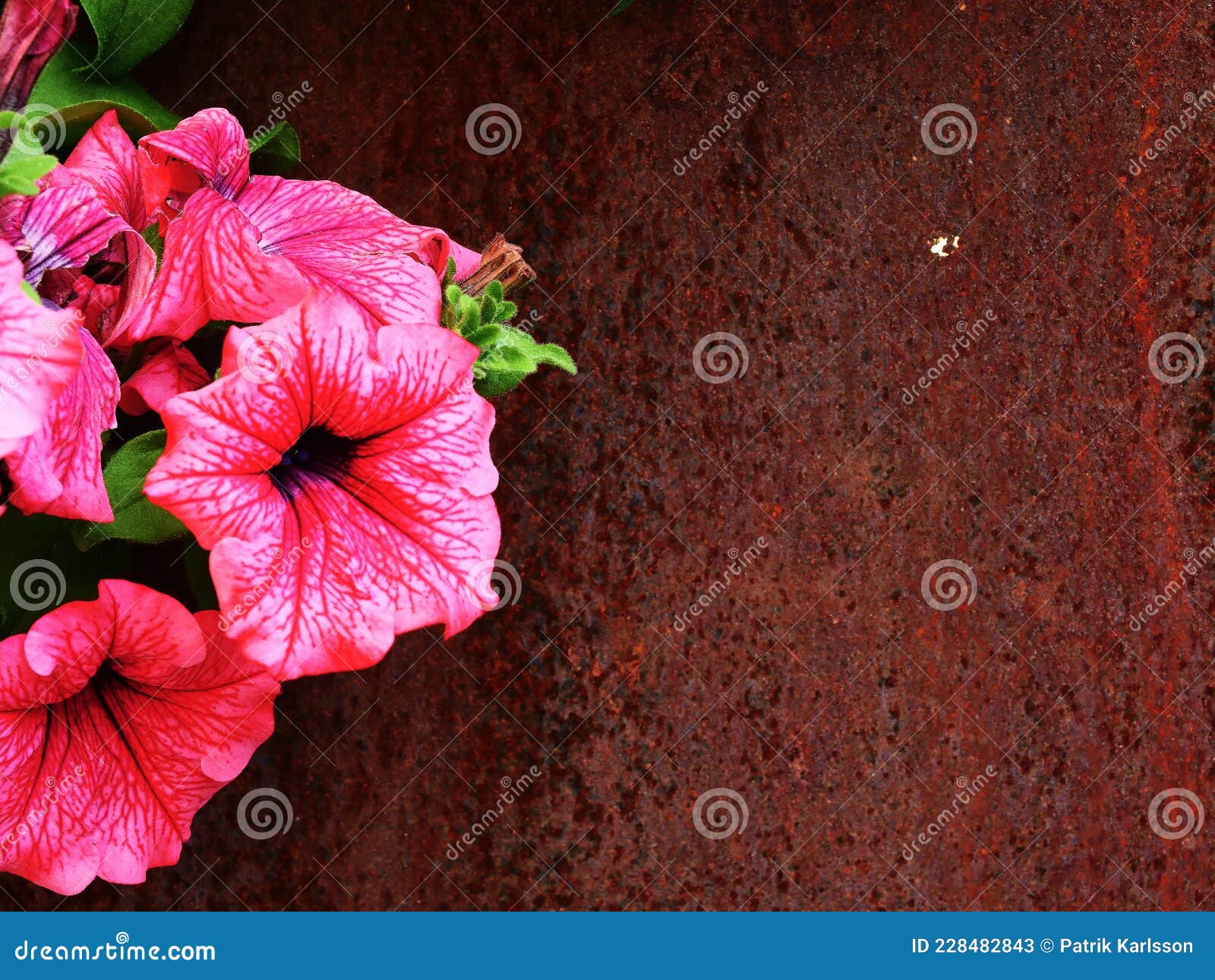 Red flower on rust stock image. Image of purple, rust - 228482843